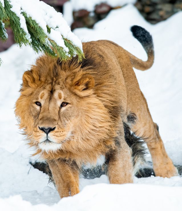 BENAIAH CONSULTING GROUP